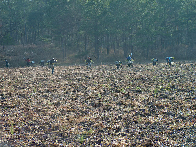 Reestablishing Longleaf Pine - Tall Timbers