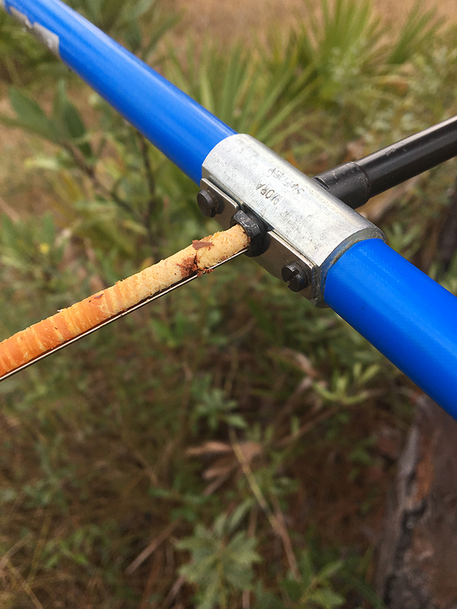 Old longleaf pines will assist with tree-ring study of historical fires ...