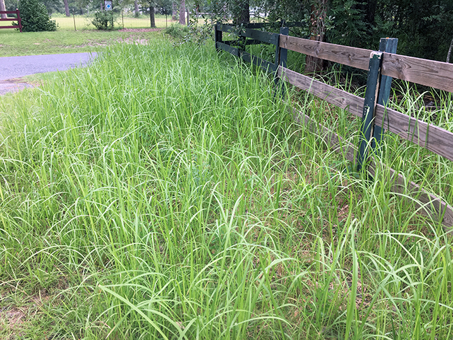 August is Cogongrass treatment time - Tall Timbers
