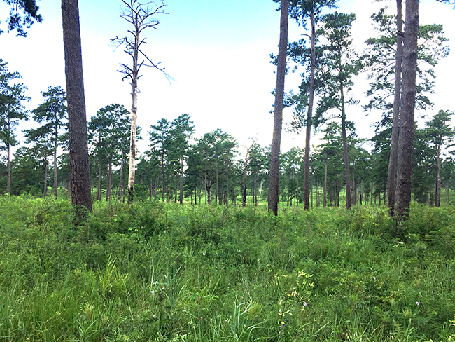 Thinning pines and removal of upland hardwoods - Tall Timbers