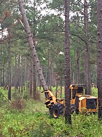Thinning pines and removal of upland hardwoods - Tall Timbers