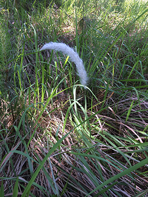 August is Cogon Grass treatment time - Tall Timbers