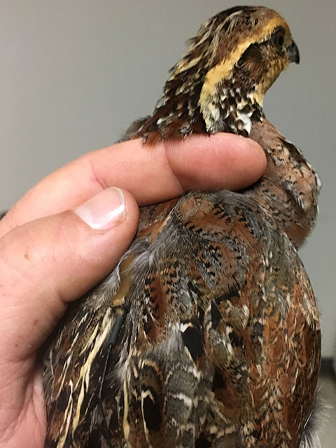 Birds of a Covey Often Stay Together - Tall Timbers