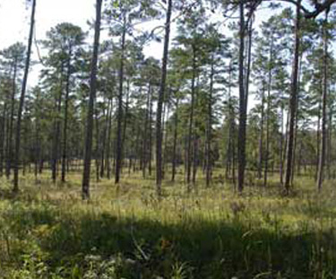 Research at Tall Timbers - Tall Timbers
