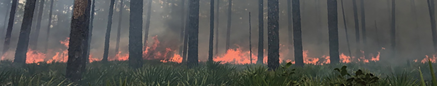 wildland-fire-headerBG - Tall Timbers