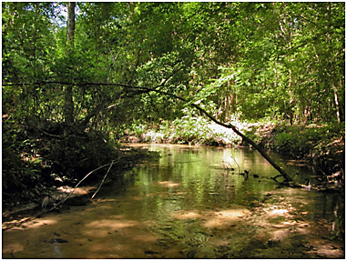 Tall Timbers saves nearly 7,000 acres with new conservation easements ...