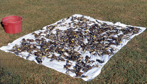 Research - Herbert Stoddard Bird Collection - Tall Timbers