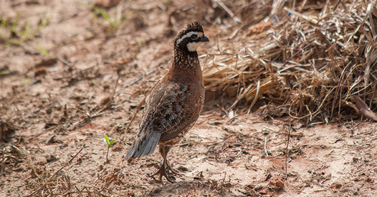 Bobwhites in the Eye of the Storm - Tall Timbers