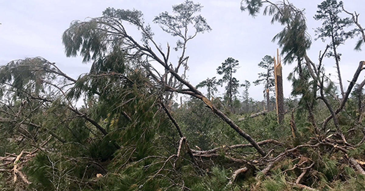 Hurricane Michael Damage