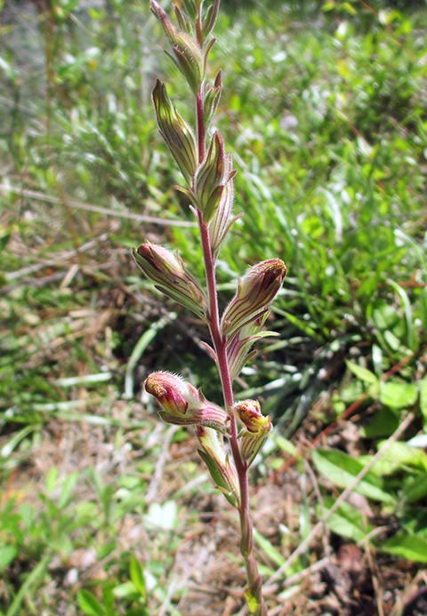 Schwalbea americana in flower_FL_web - Tall Timbers
