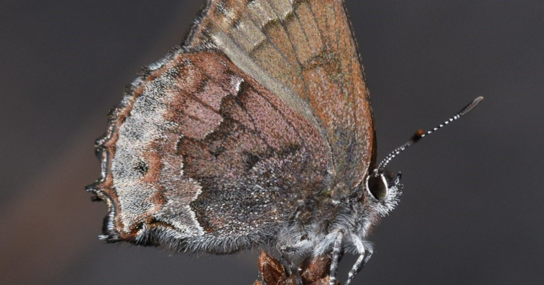 Caterpillar Carpooling: Reintroducing the frosted elfin butterfly to ...