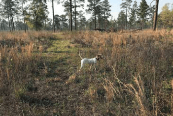 “Industry Standards” for Dog Training on Quail Hunting Courses - Tall ...