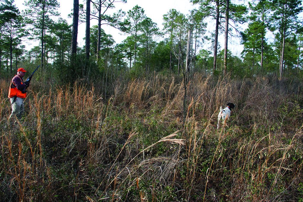 Rotating hunt courses reduces pressure on birds - Tall Timbers