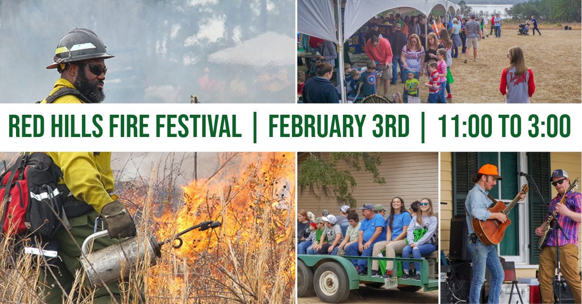 Mark your calendars the Red Hills Fire Fest is back - Tall Timbers
