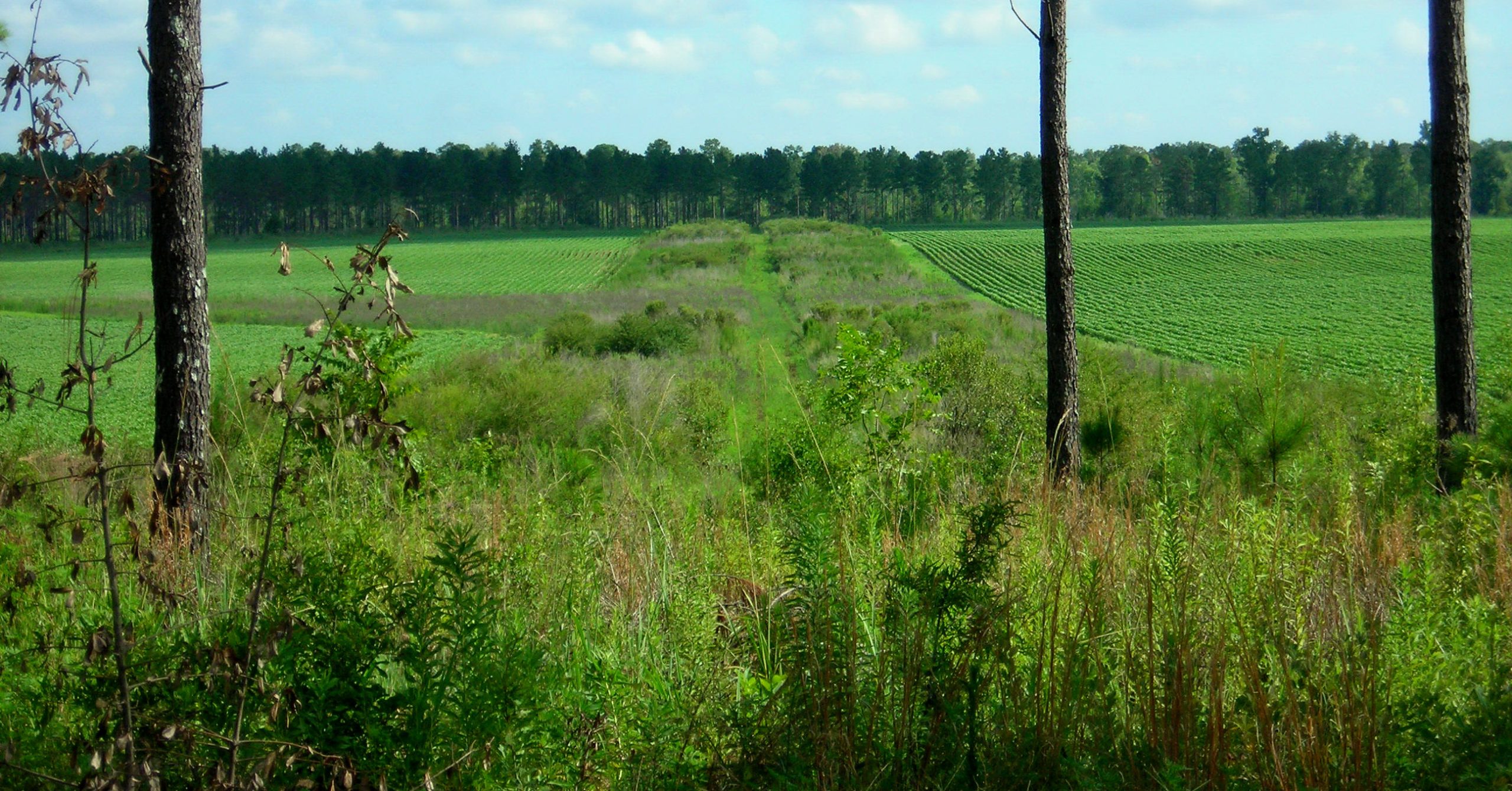 Crops to quail. It's possible to convert agriculture into bobwhite ...