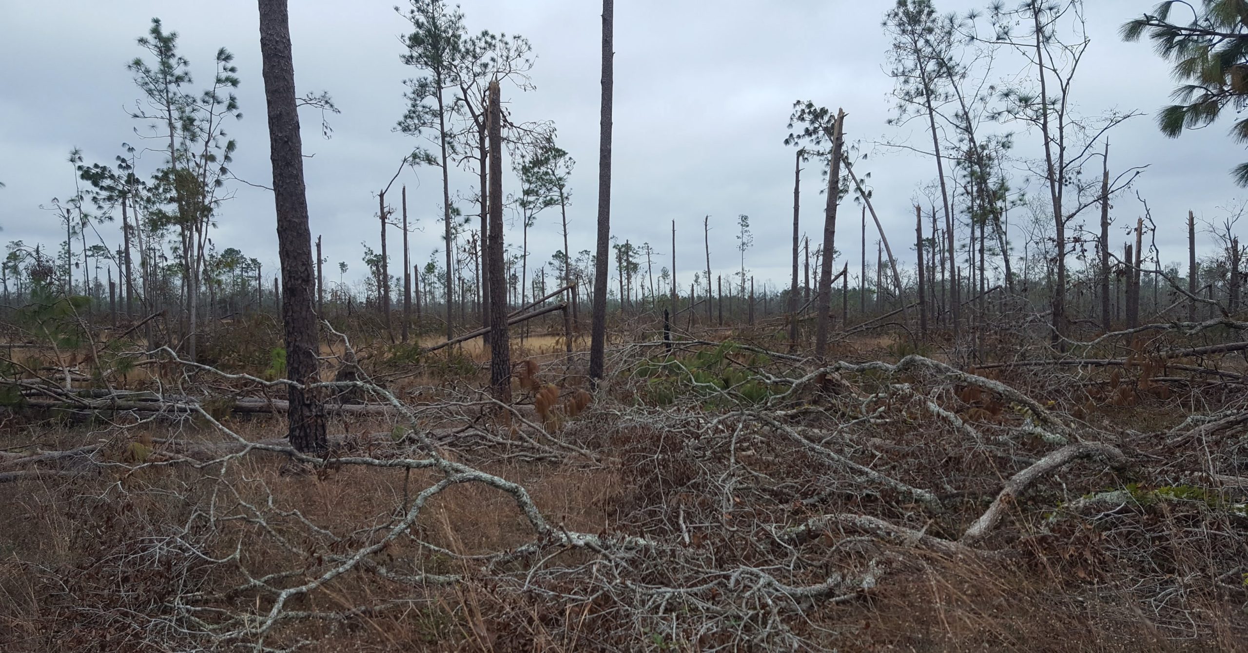 Study: Thinning pines can help your stand weather hurricanes - Tall Timbers