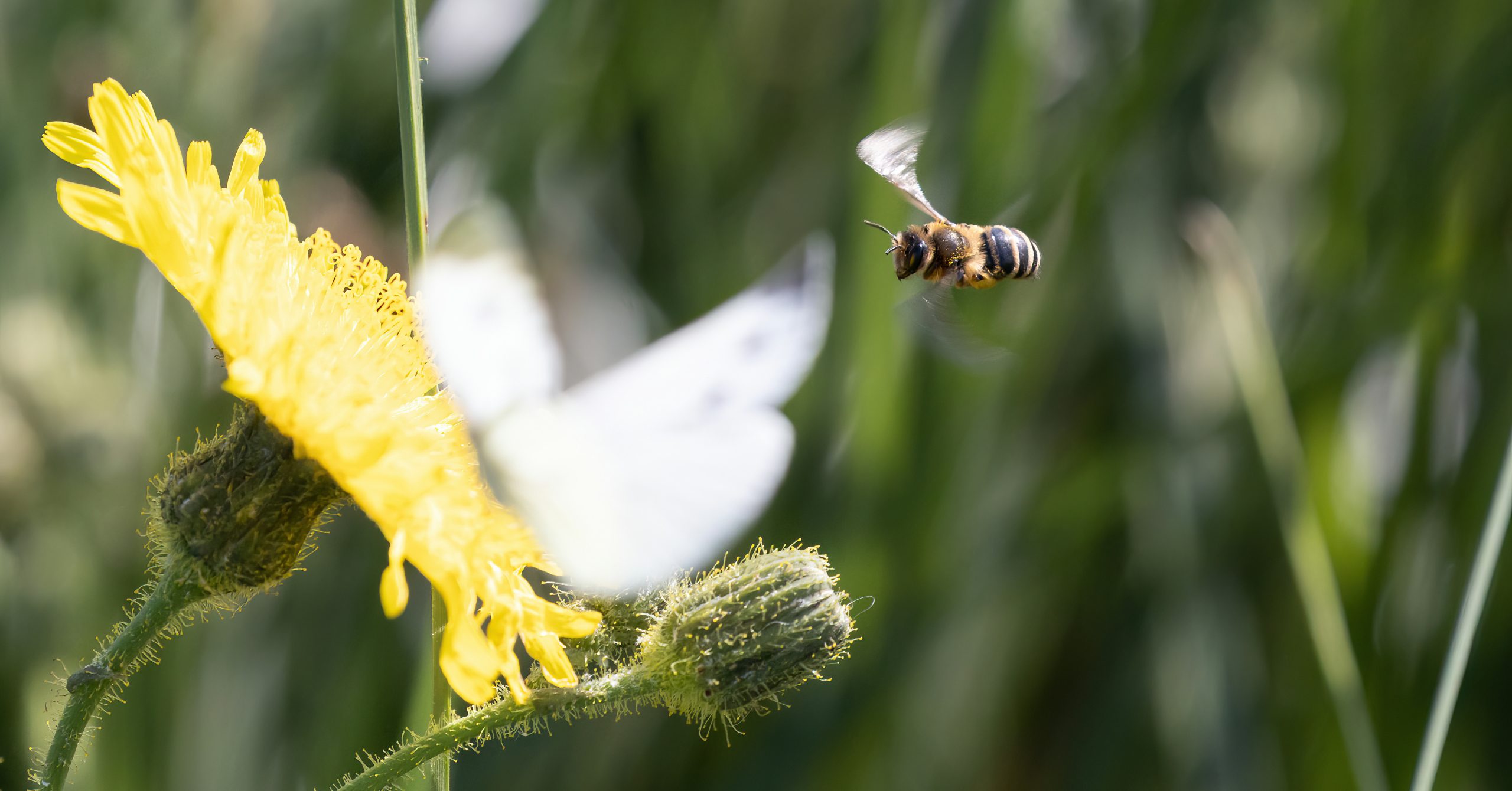 Study: The season of fire has an effect on bee-flower interactions ...