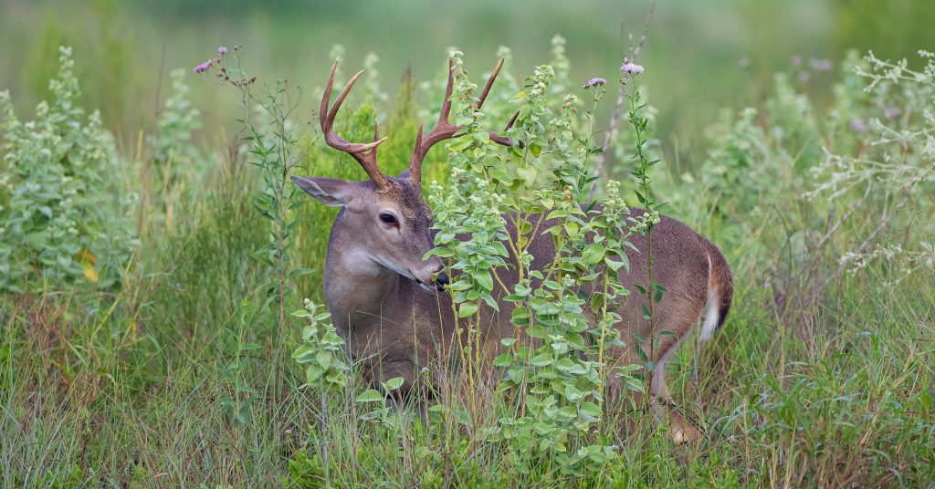 Burning for deer: Prescribed fire can help your herd - Tall Timbers