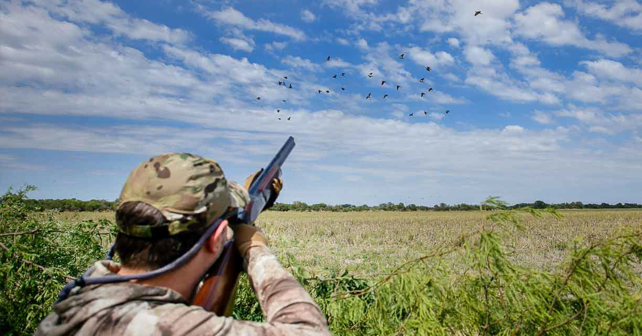 A quick guide to legally hunting doves - Tall Timbers