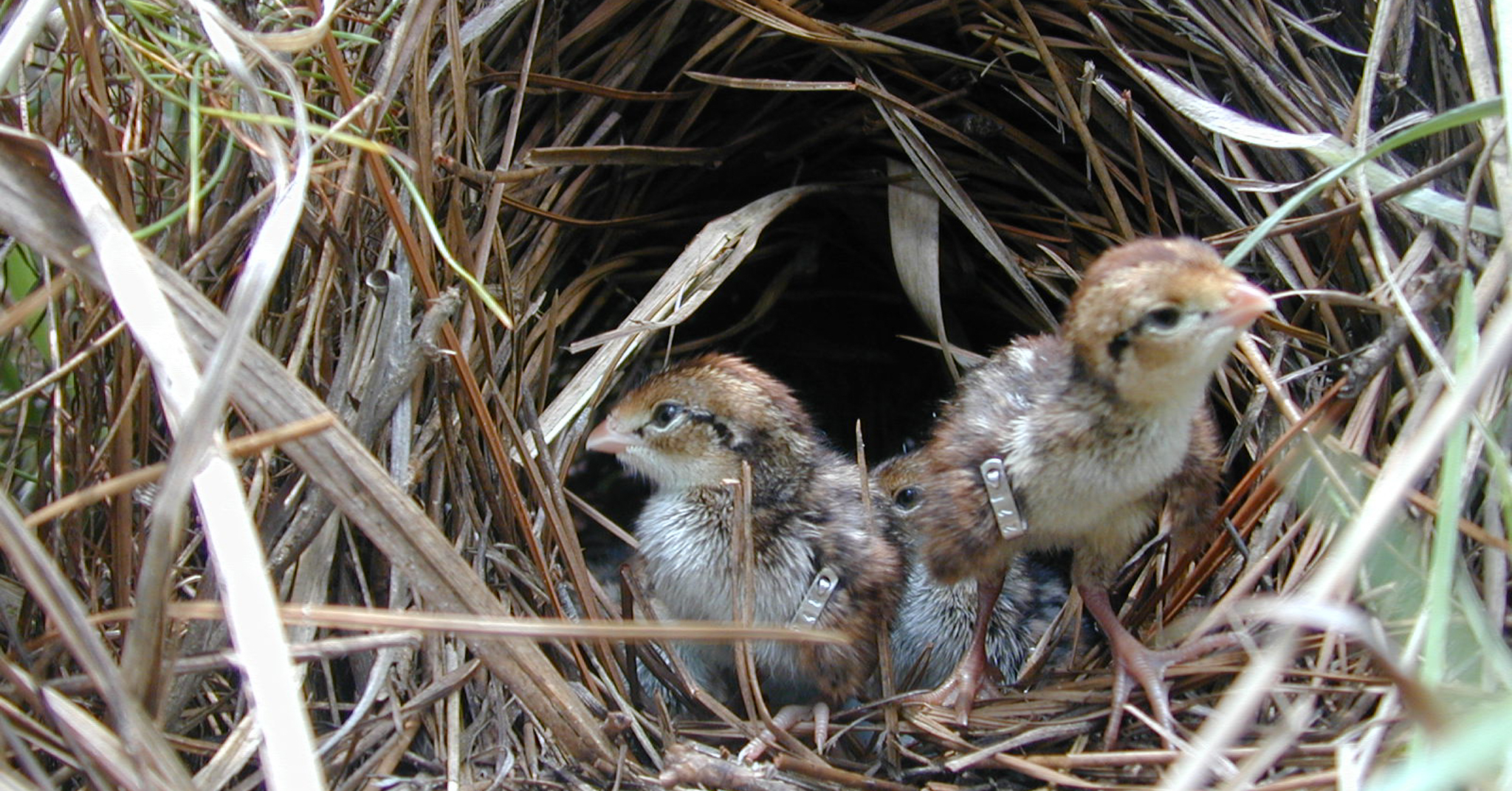 The influence of extreme weather variability on bobwhite - Tall Timbers