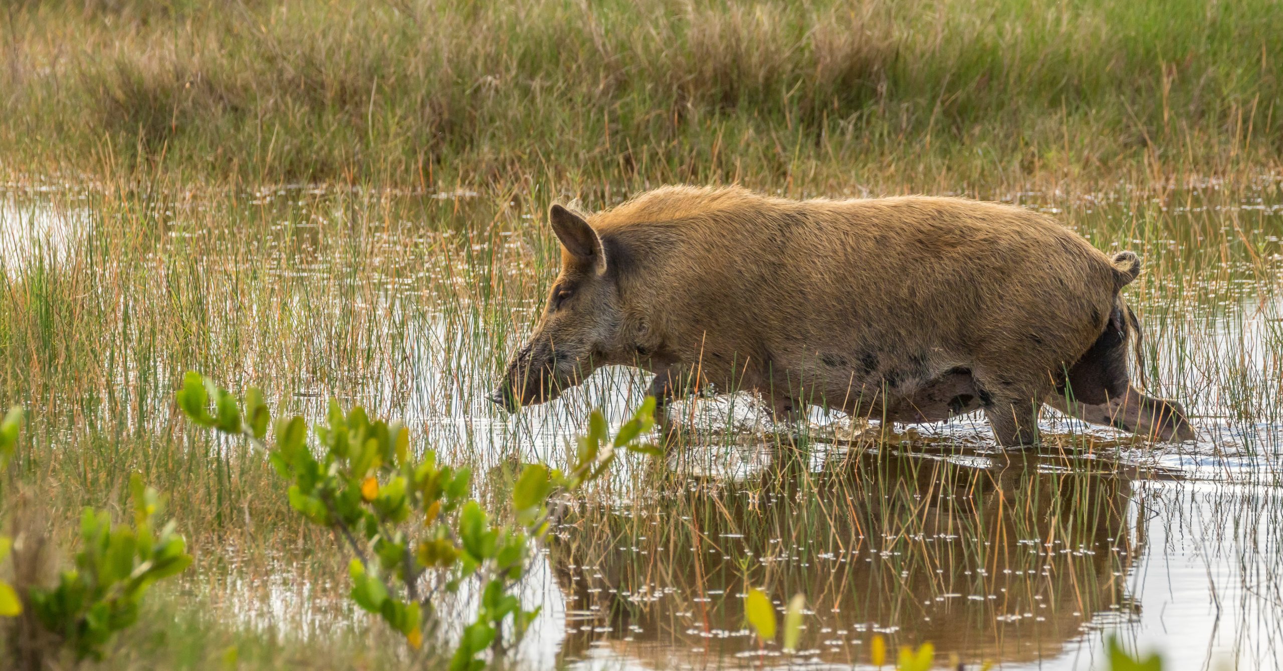 What are the pigs eating? New feral pig diet study at Tall Timbers is ...
