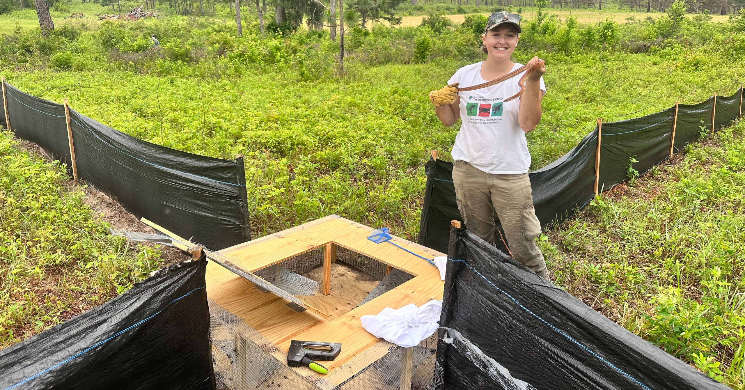 Study revisiting snake ecology providing insight into species abundance ...