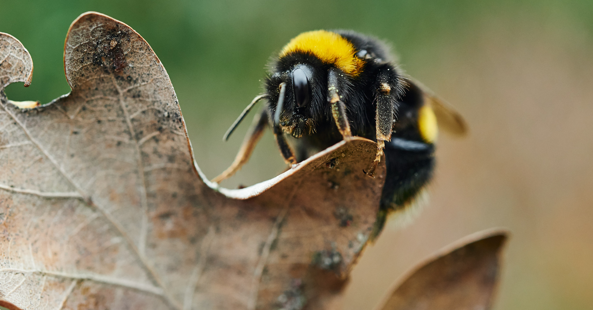 Bees in the trees? - Tall Timbers