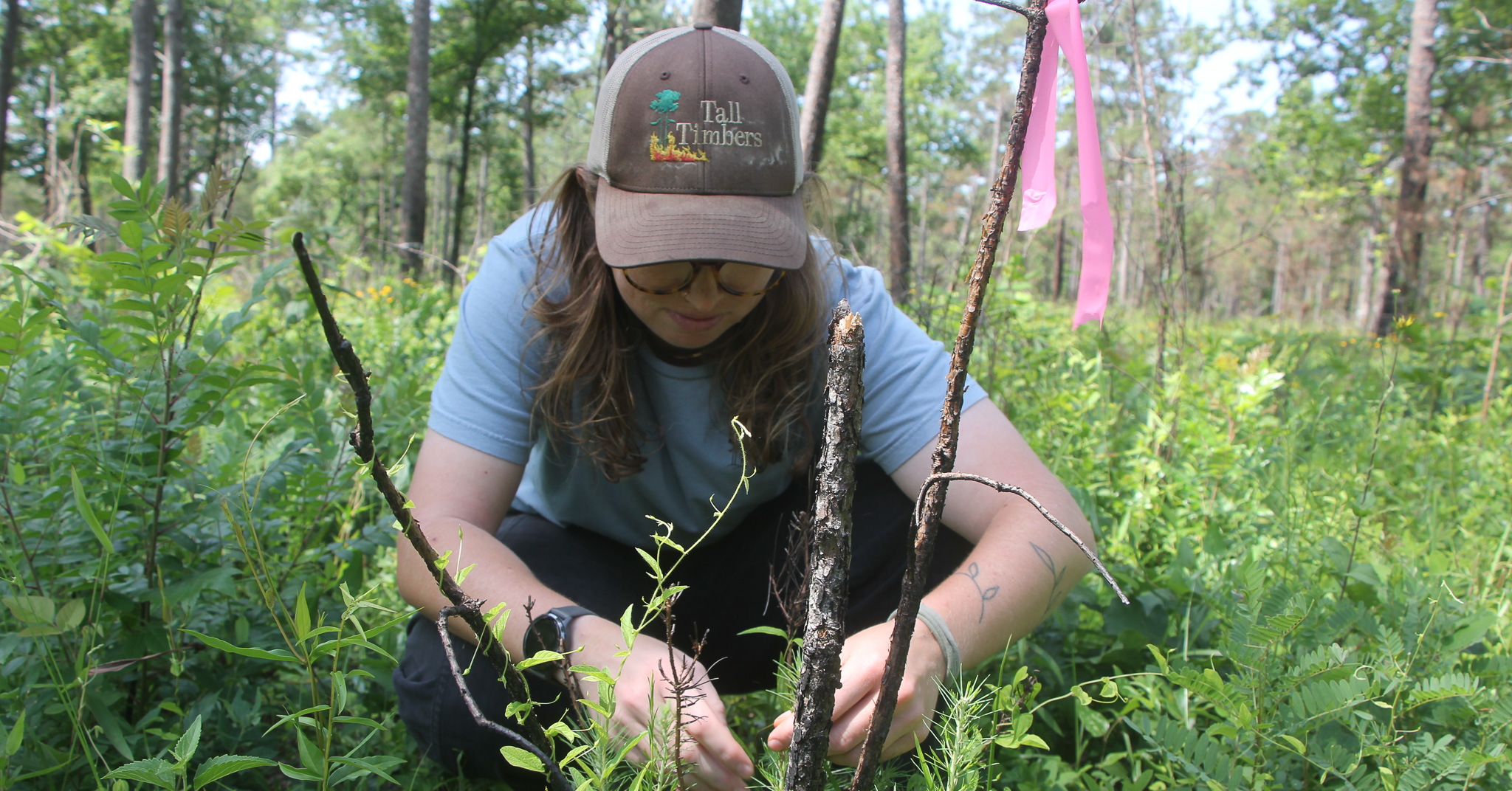 Shortleaf: The most misunderstood pine - Tall Timbers