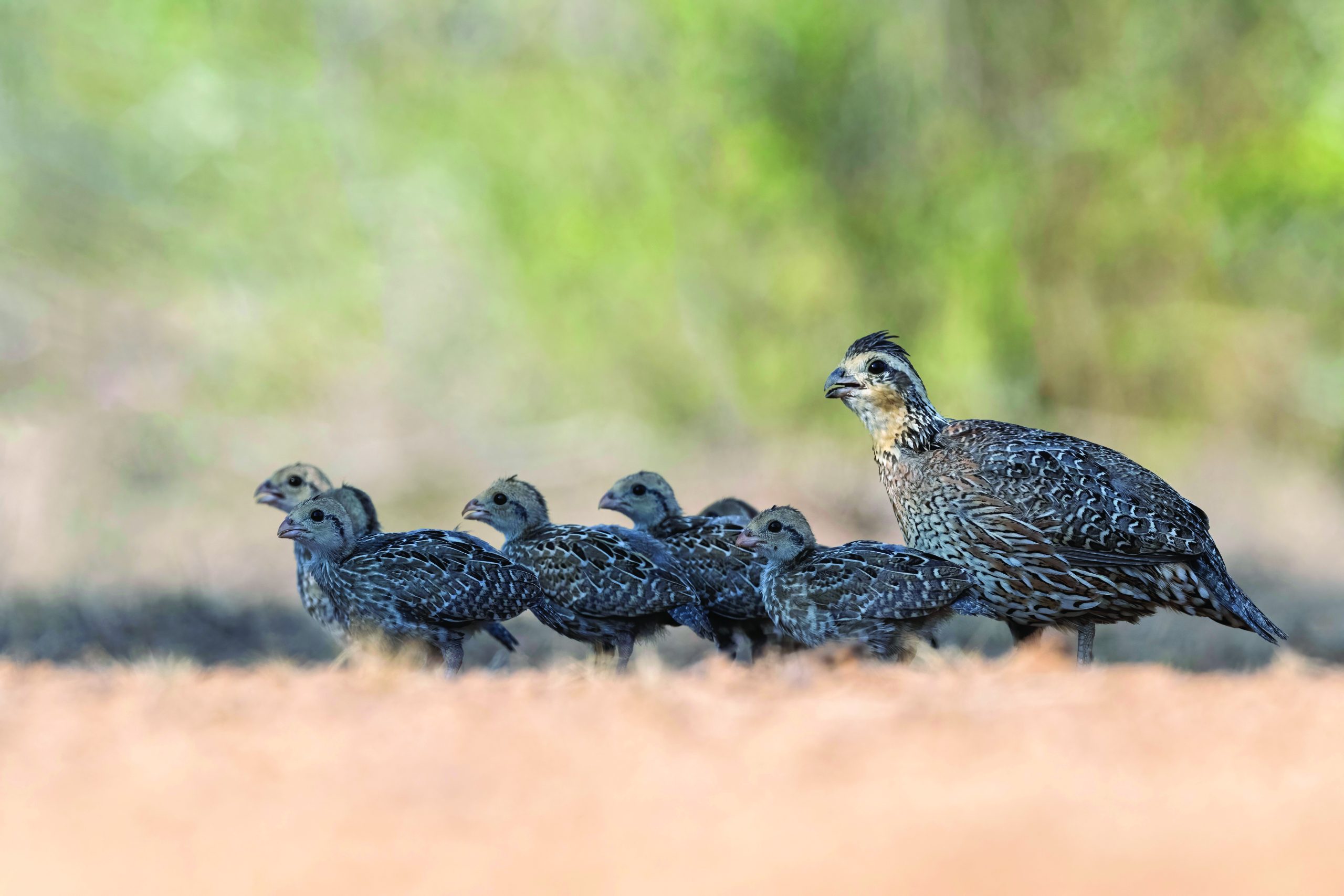 2025 Tall Timbers Regional Hatch Report - Tall Timbers