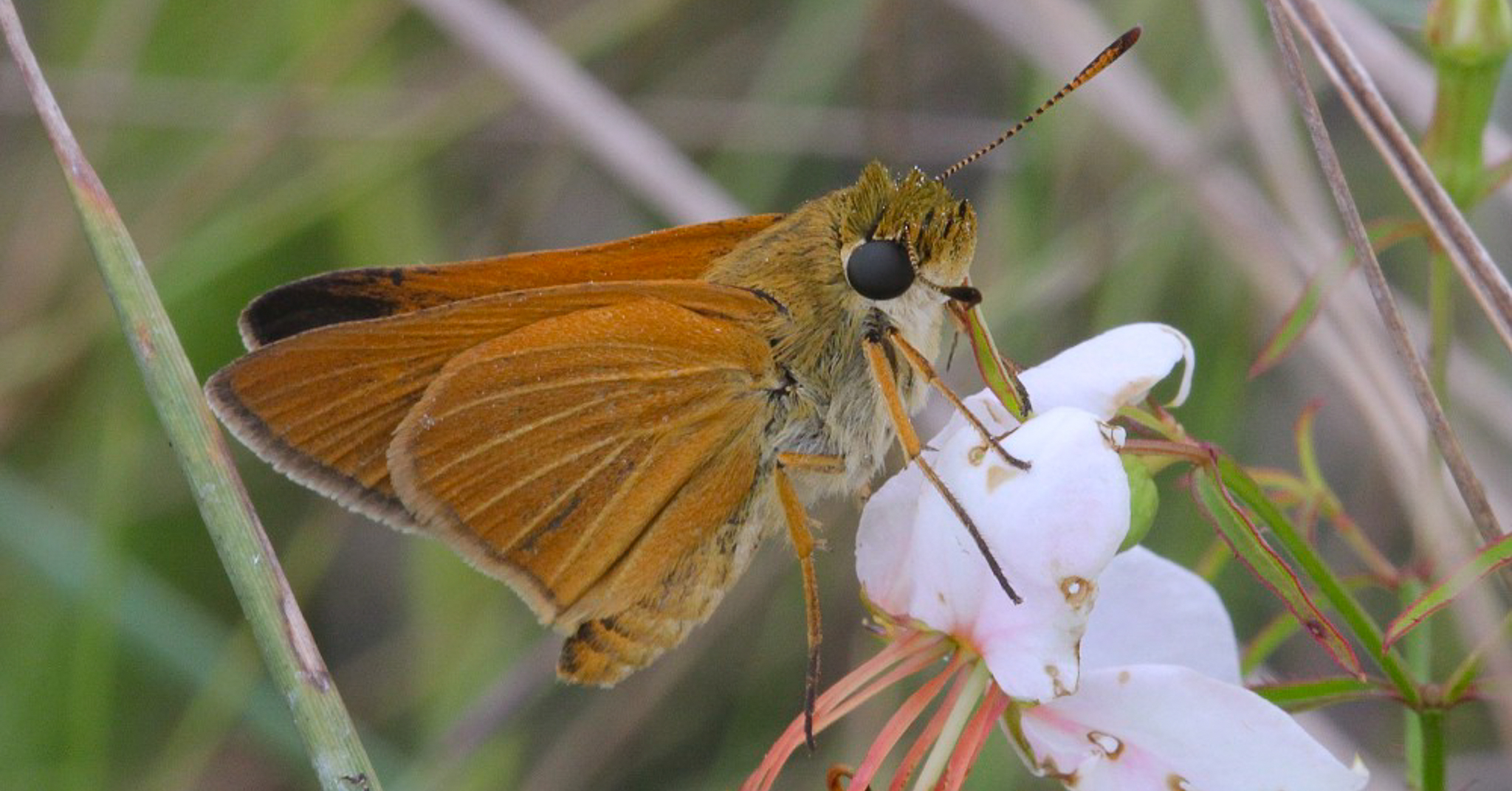 Bobwhite management in Central Florida creating ideal butterfly prairie ...
